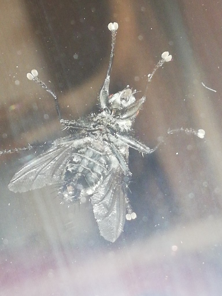 Bot Flies, Blow Flies, and Allies from София on June 28, 2020 at 08:59 ...