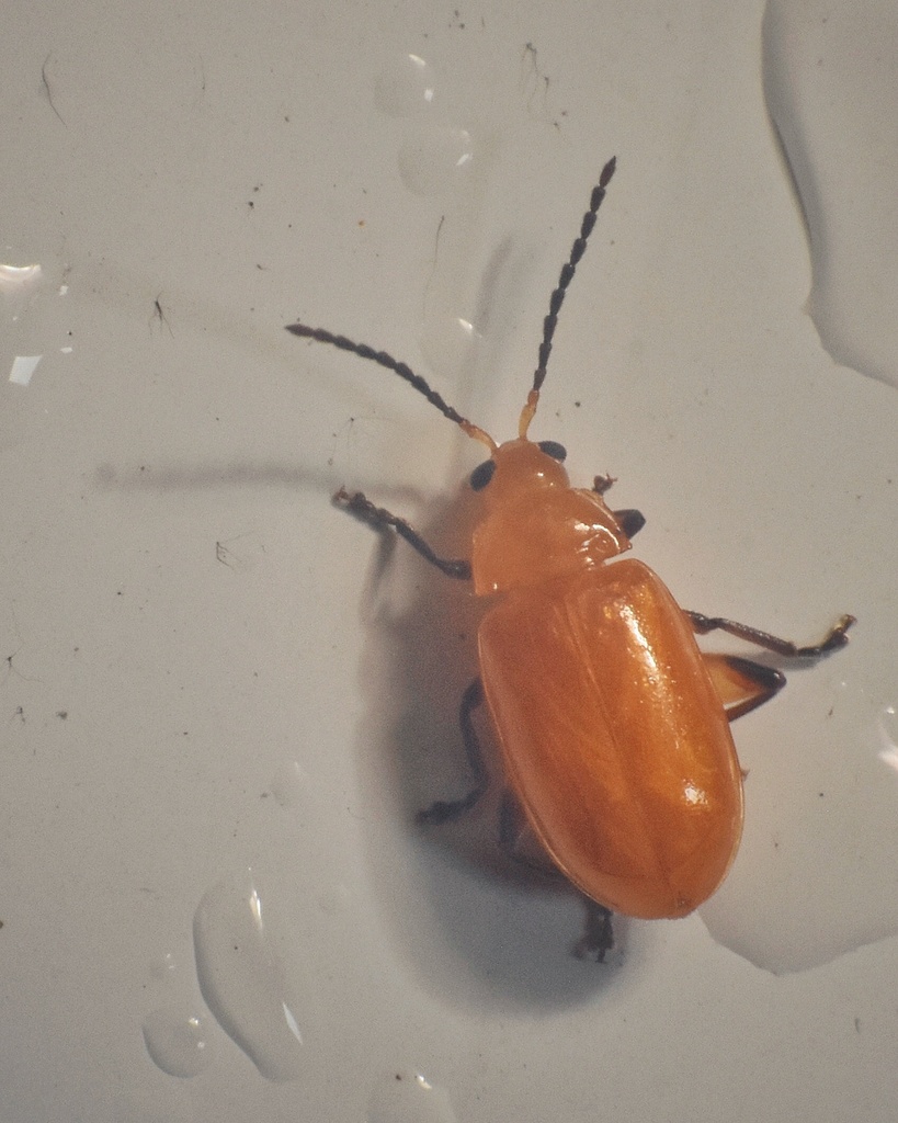 Parchicola tibialis from Ermandus Dr, Honea Path, SC, US on June 11 ...