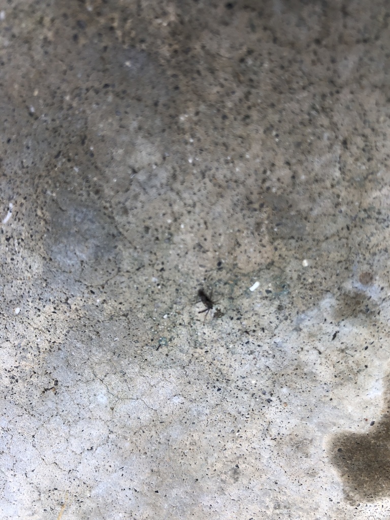 Insects from Panama City, Panamá, PA on June 28, 2020 at 04:19 PM by ...