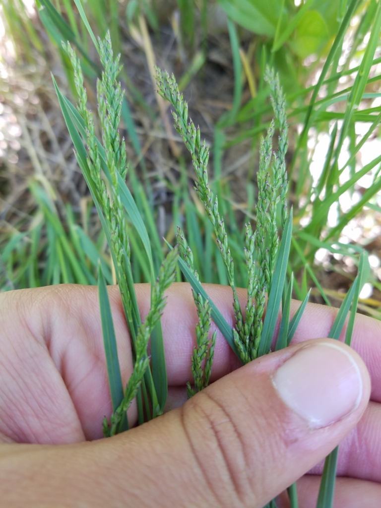 Canada bluegrass (Poa compressa) - Botanical Realm