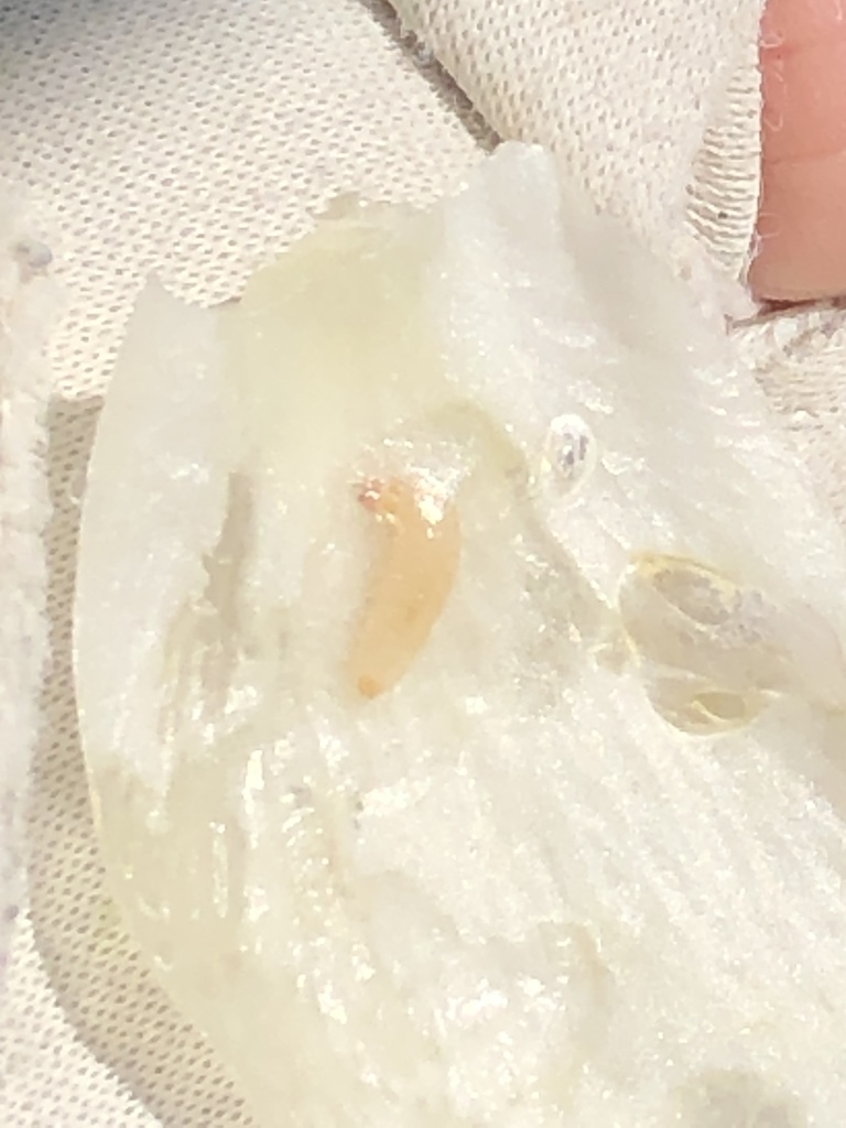 Yucca Beetle from Central Park, New York County, US-NY, US on June 28 ...