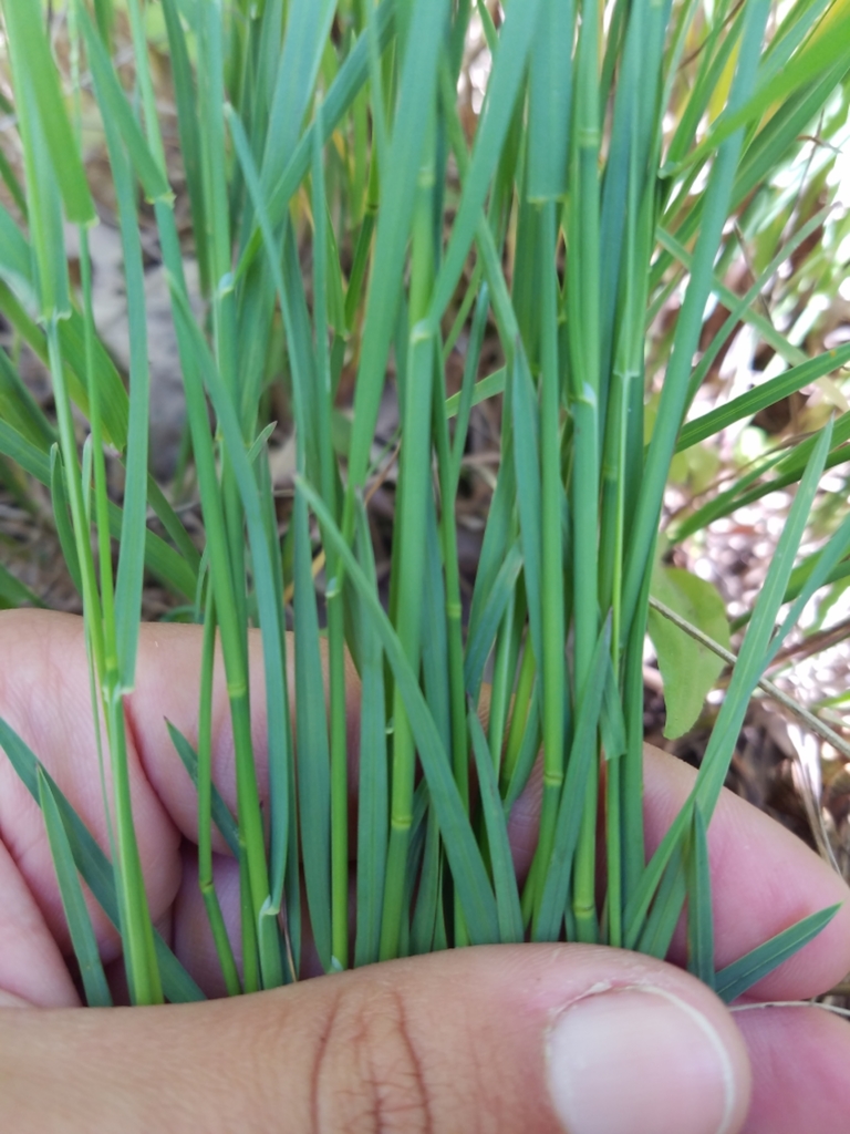Canada bluegrass (Poa compressa) - Botanical Realm
