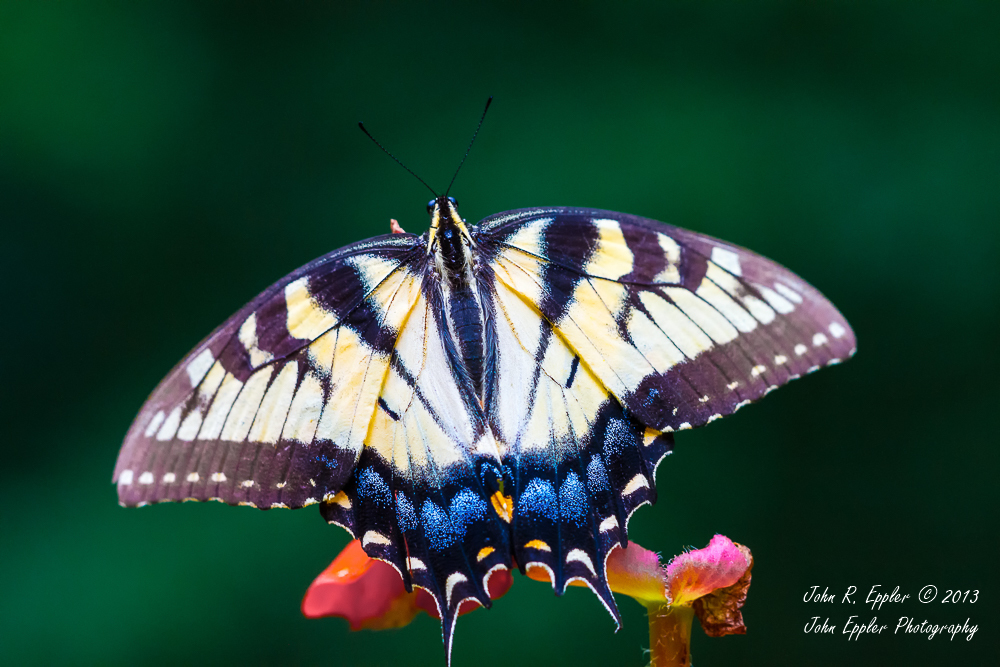 Eastern Tiger Swallowtail from Walker Nature Center, Reston, VA, USA on ...