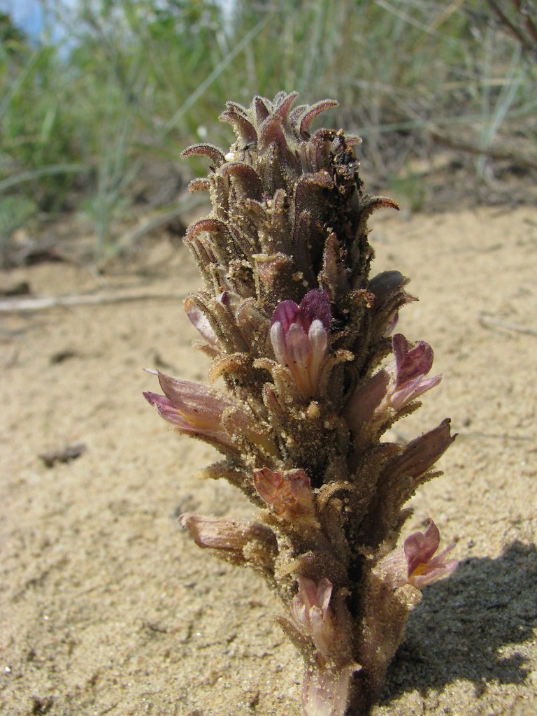 Louisiana broomrape (Aphyllon ludovicianum) - Botanical Realm