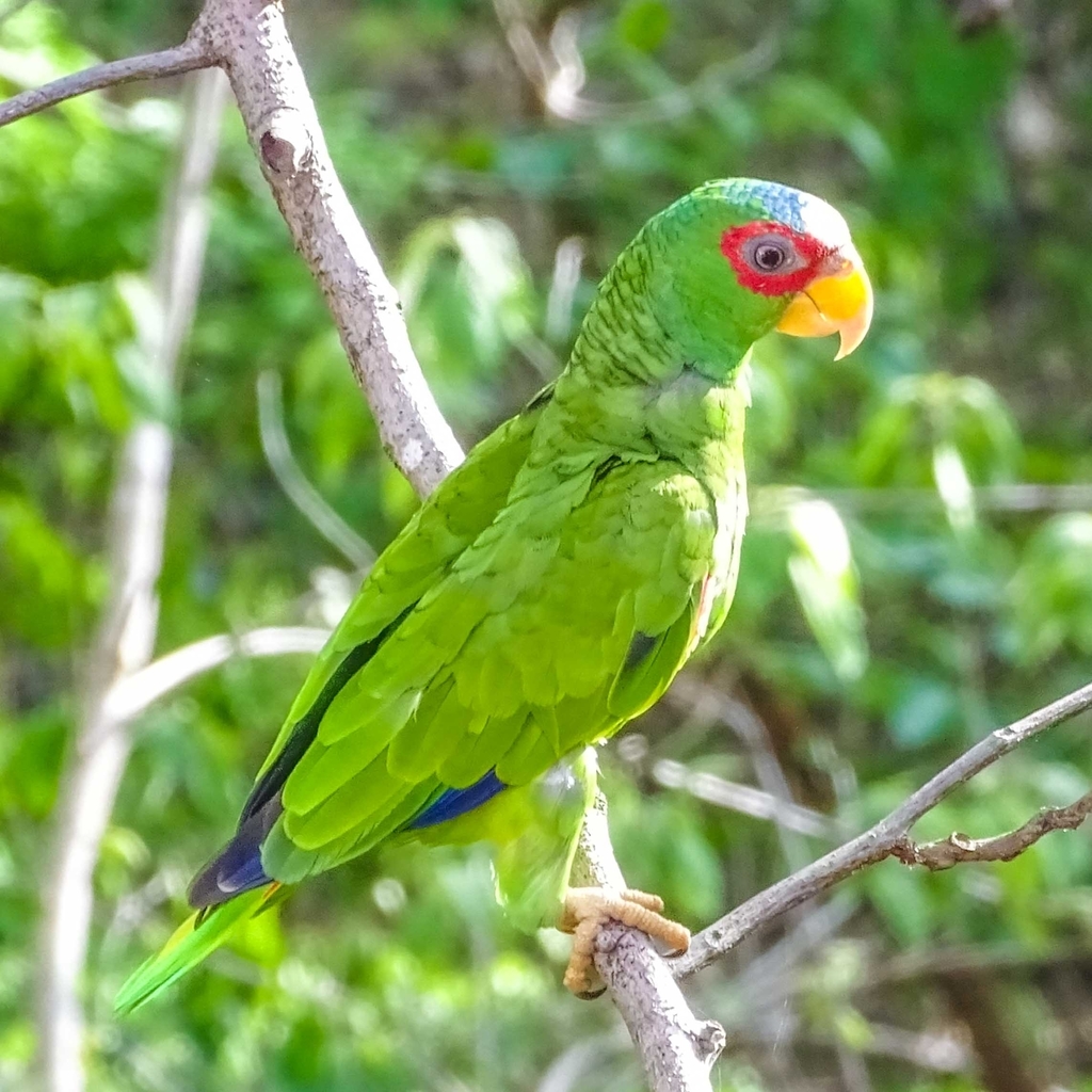 White-fronted Parrot in June 2020 by Aristóteles · iNaturalist