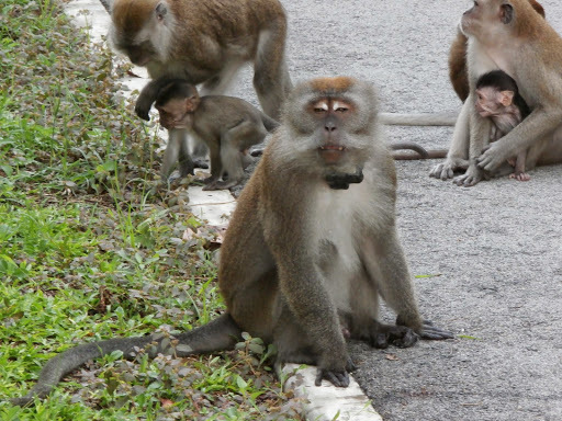 Long-tailed Macaque from Singapore on April 27, 2014 at 07:53 AM by ...
