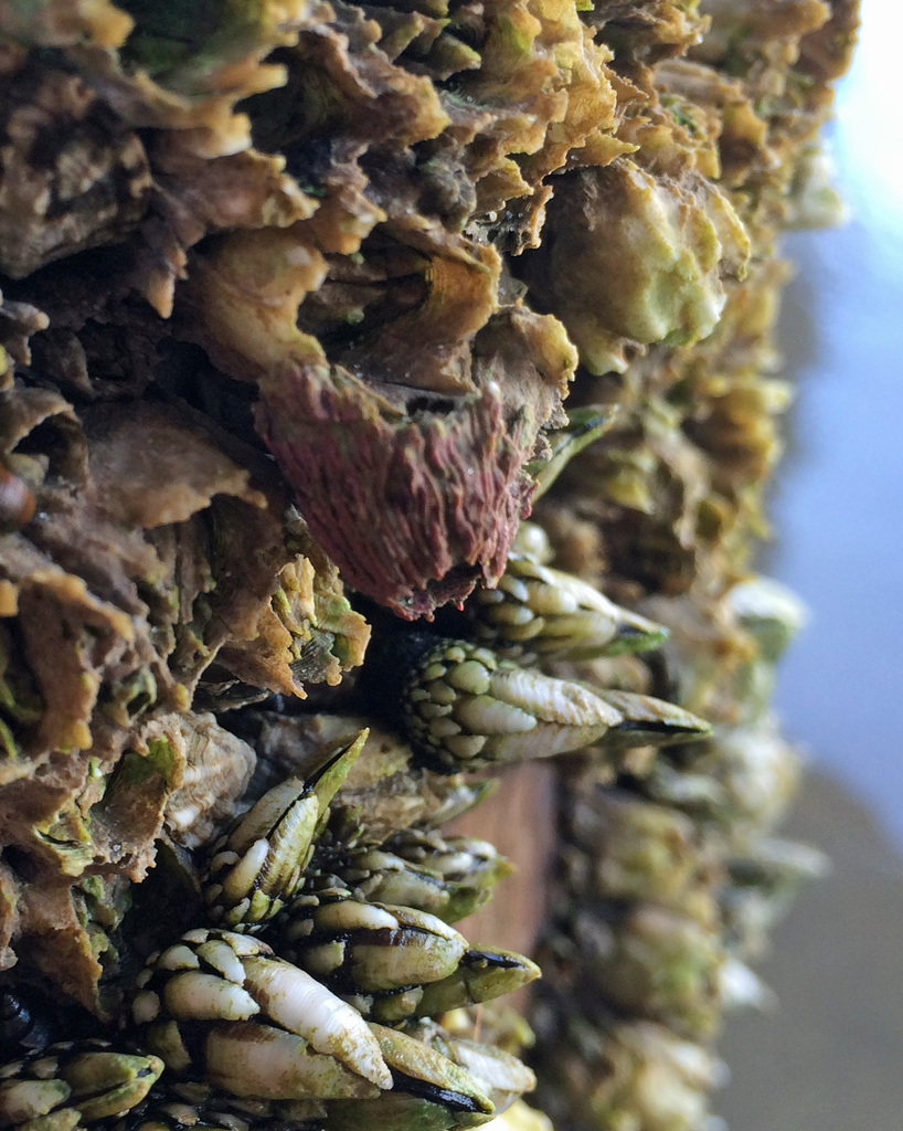 Pink Volcano Barnacle (Multi-Agency Rocky Intertidal Network ...