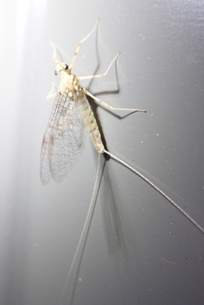 Stream Mayflies from Cloud Lake, Thunder Bay District, ON, Canada on ...