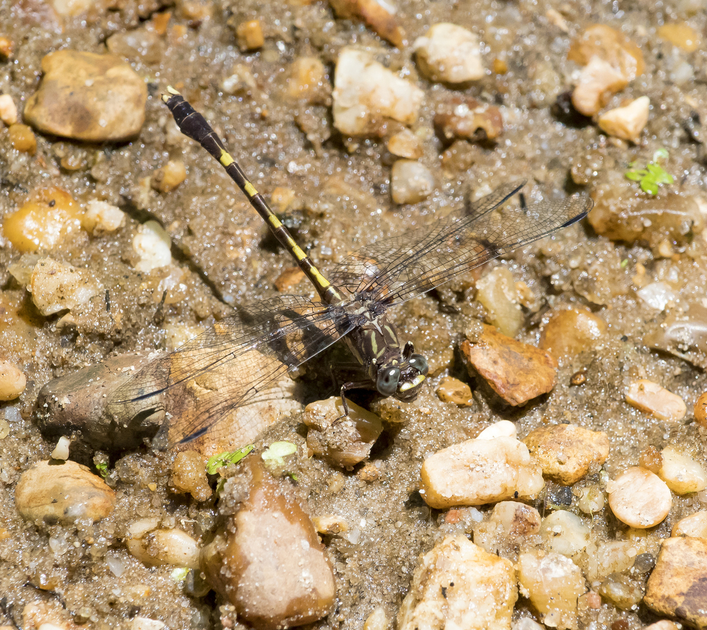 Common Sanddragon from Queen Anne's County, MD, USA on June 28, 2020 at ...