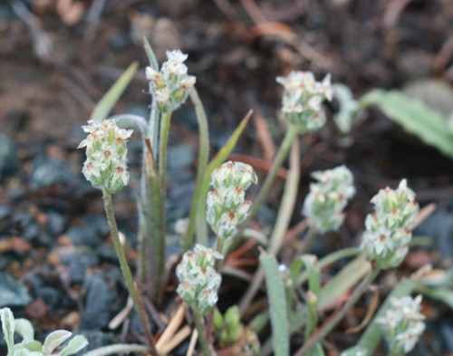 Tallow Weed (LPMN McKinney Roughs Biocensus Guide) · iNaturalist