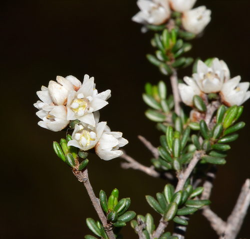 Cryptandra myriantha · iNaturalist