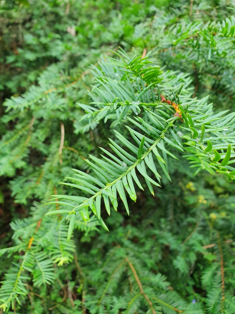 Mexican yew in June 2020 by Oswaldo ZZ · iNaturalist