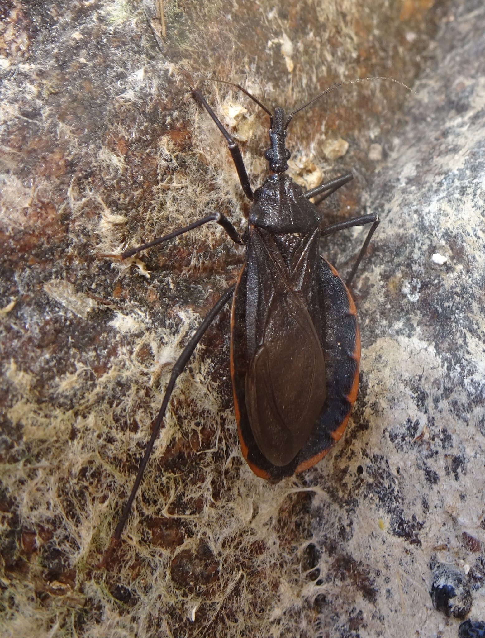 Triatoma recurva (Stål, 1868)