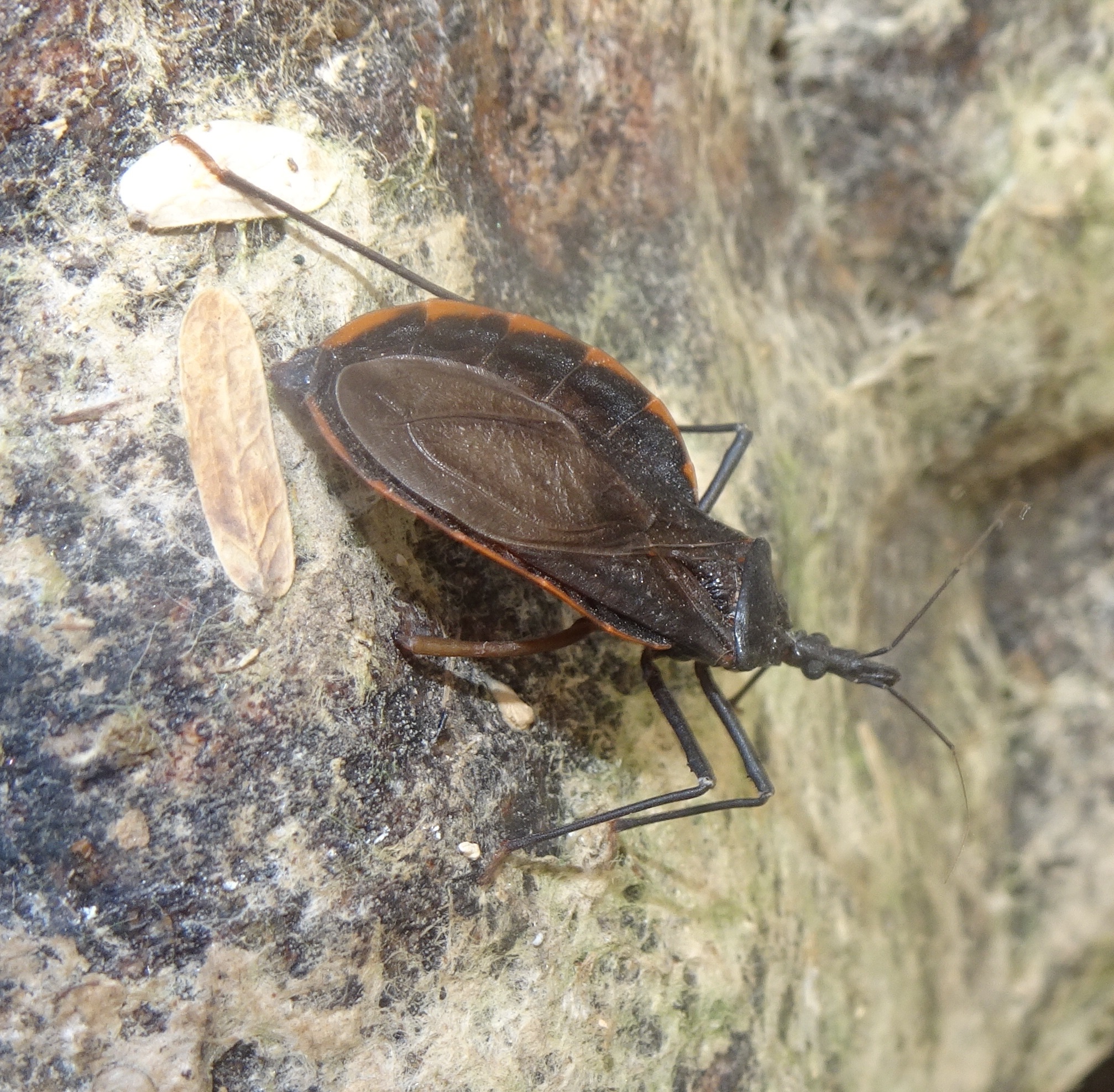 Triatoma recurva (Stål, 1868)