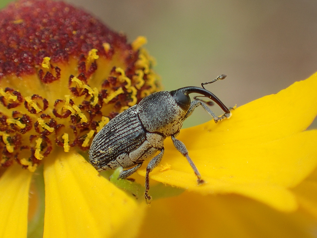 Rugged Flower Weevil from Dallas, Alabama, United States on May 31 ...