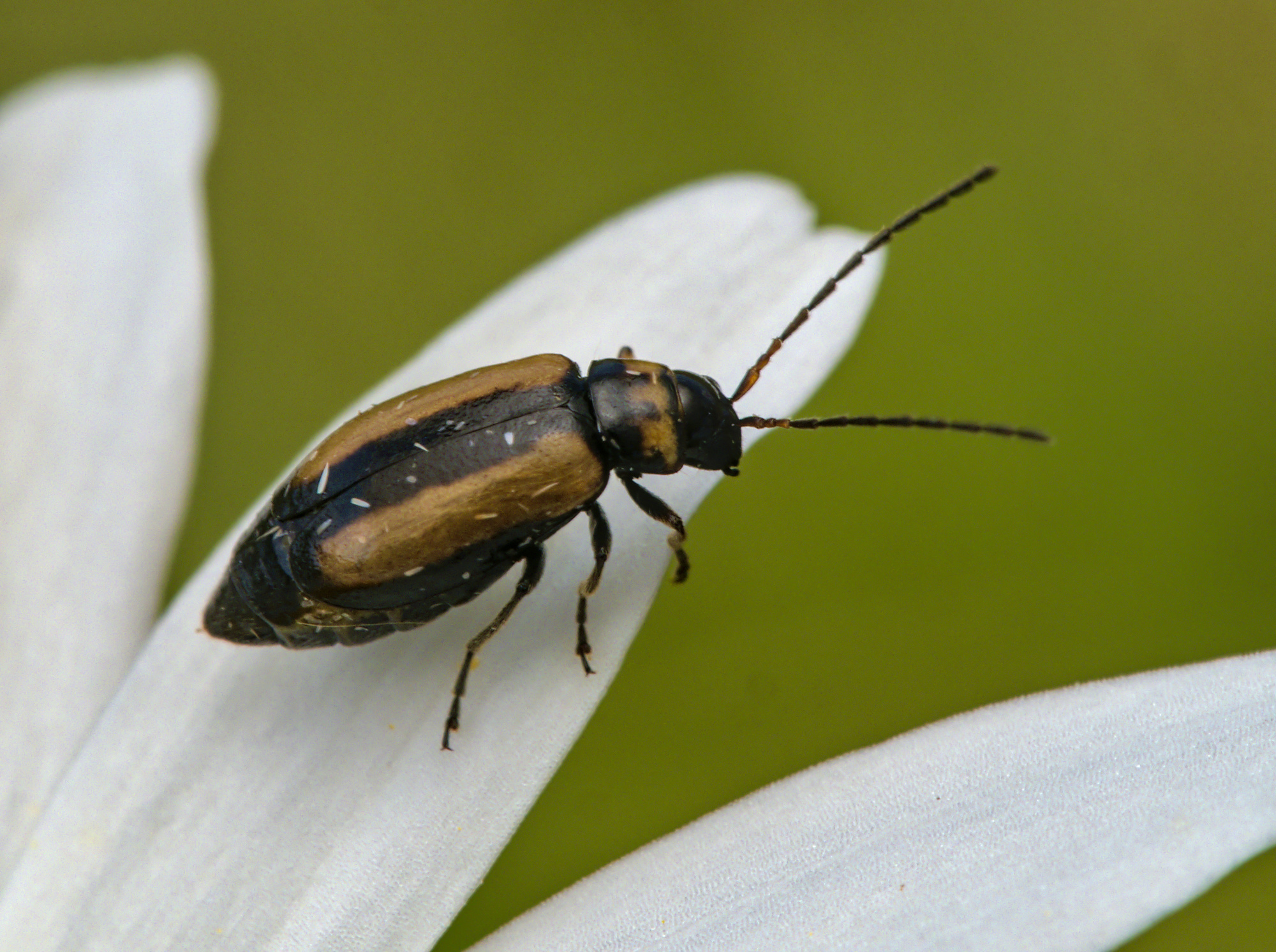 Calomicrus circumfusus (Marsham, 1802)