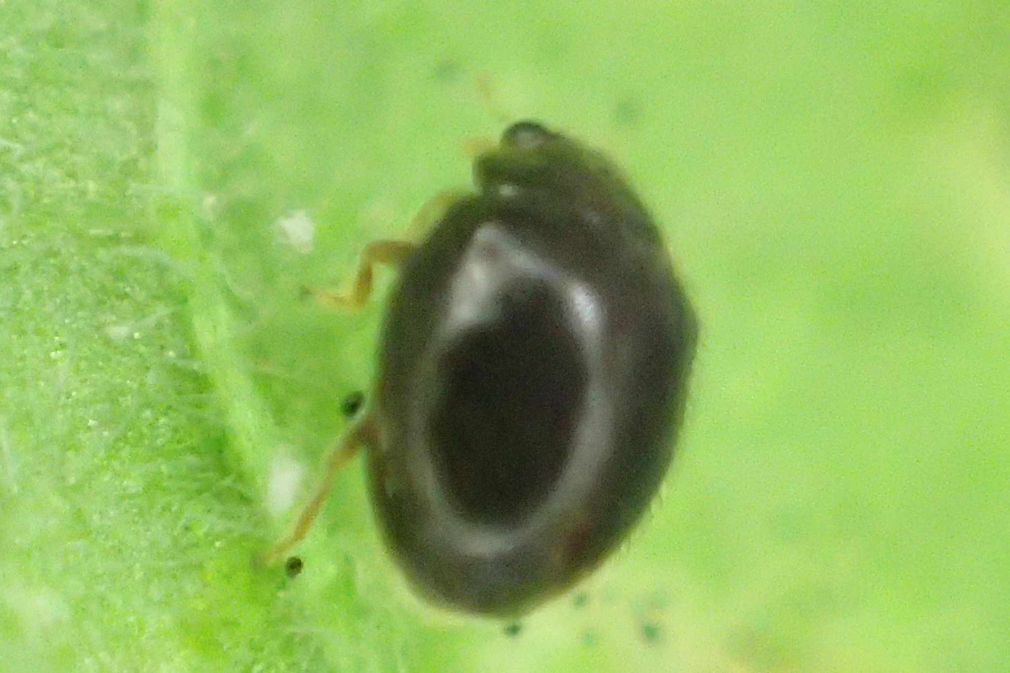 Stethorus punctum (LeConte, 1852)