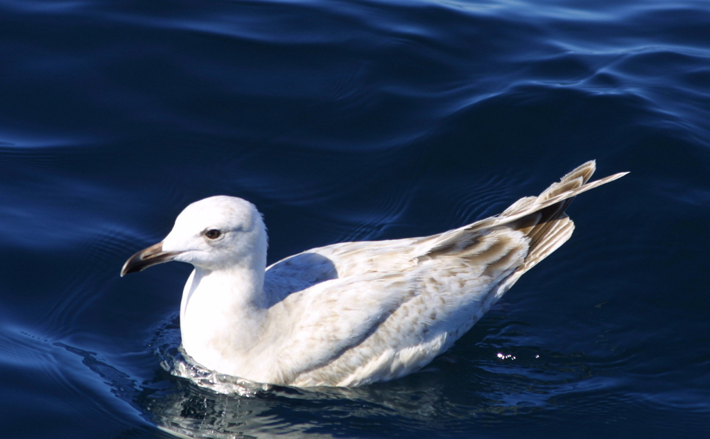 Thayer's Gull (Don Edwards San Francisco Bay National Wildlife Refuge ...