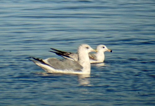 Thayer's Gull (Don Edwards San Francisco Bay National Wildlife Refuge ...
