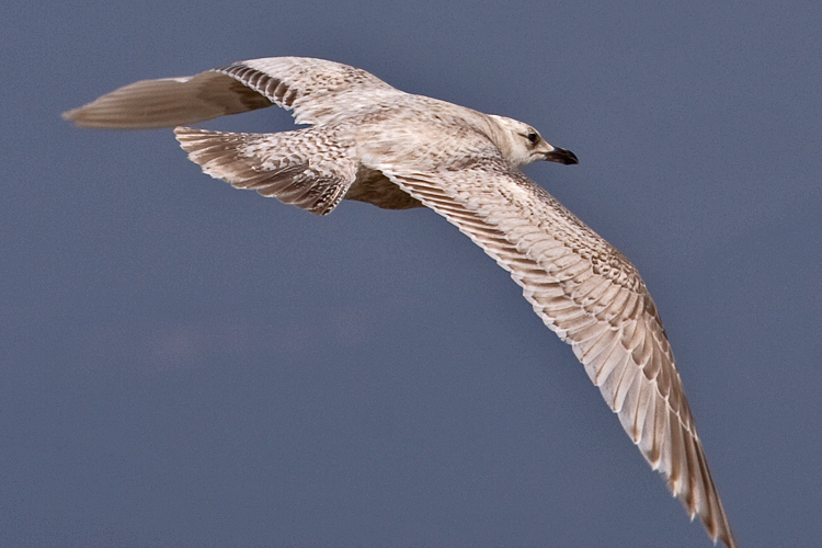 Thayer's Gull (Don Edwards San Francisco Bay National Wildlife Refuge ...
