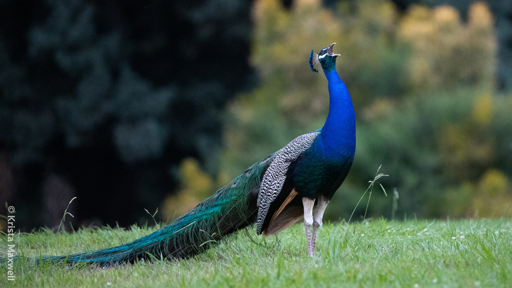 Indian Peafowl from Los Angeles County Arboretum and Botanic Garden ...