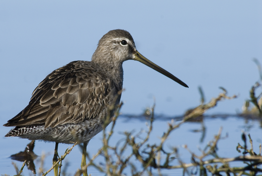 Short-billed Dowitcher (Don Edwards San Francisco Bay National Wildlife ...