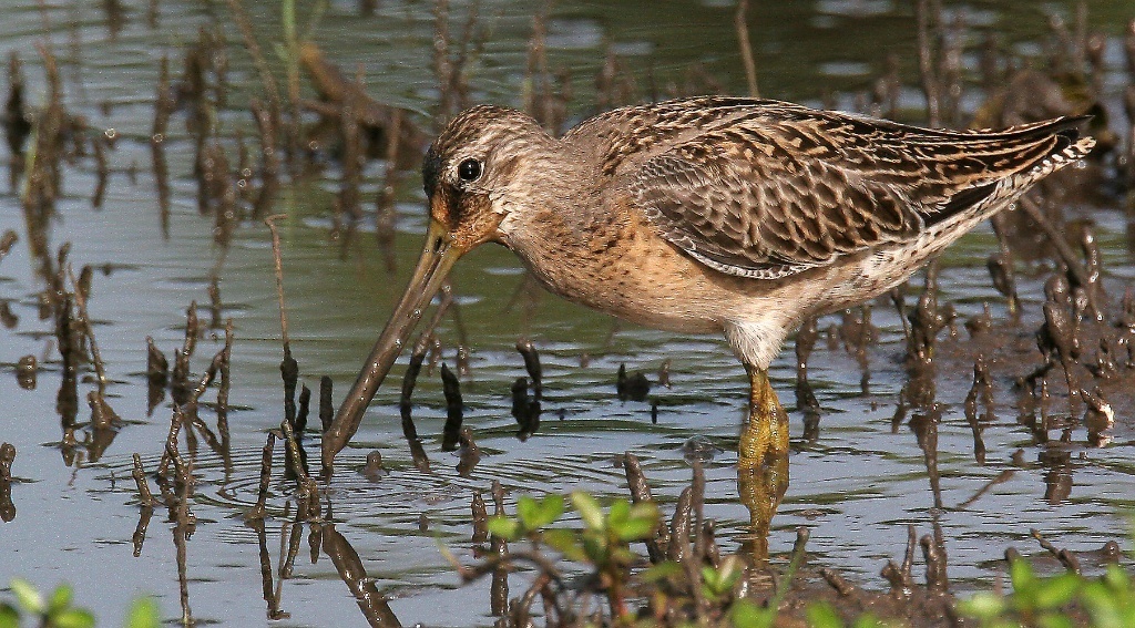 Short-billed Dowitcher (Don Edwards San Francisco Bay National Wildlife ...