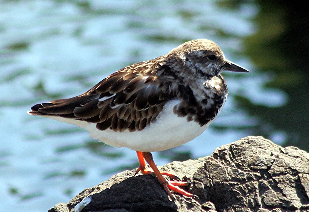 Ruddy Turnstone (Don Edwards San Francisco Bay National Wildlife Refuge ...