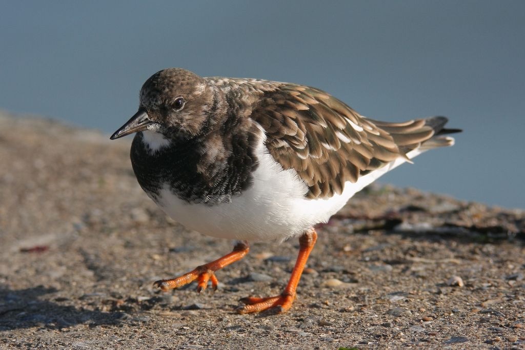 Ruddy Turnstone (Don Edwards San Francisco Bay National Wildlife Refuge ...