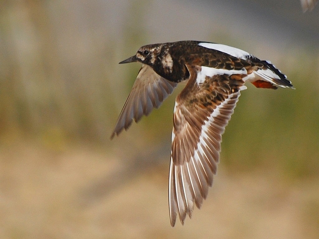 Ruddy Turnstone (Don Edwards San Francisco Bay National Wildlife Refuge ...
