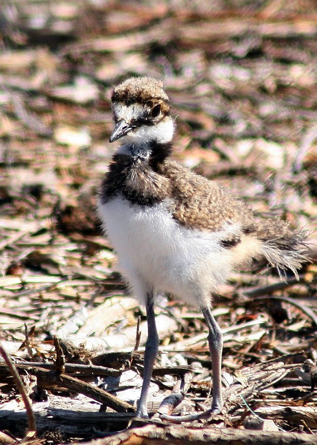 Killdeer (Don Edwards San Francisco Bay National Wildlife Refuge ...