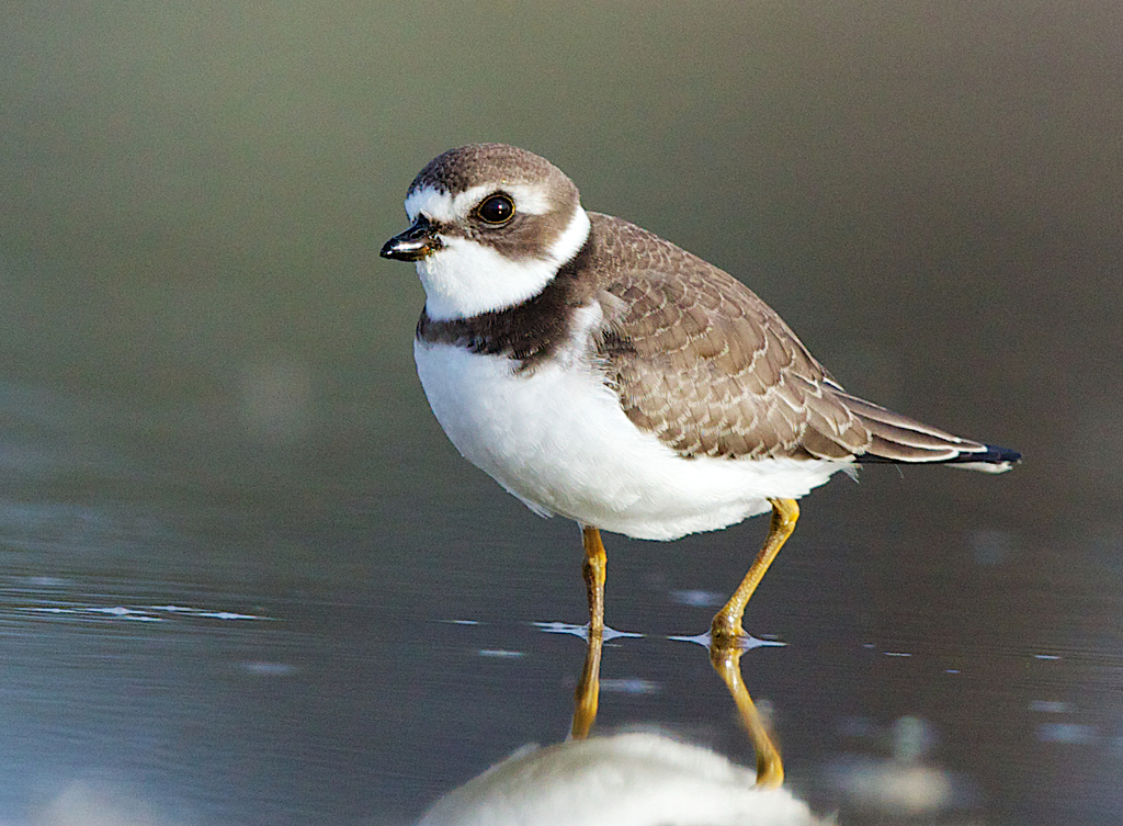 Semipalmated Plover (Don Edwards San Francisco Bay National Wildlife ...