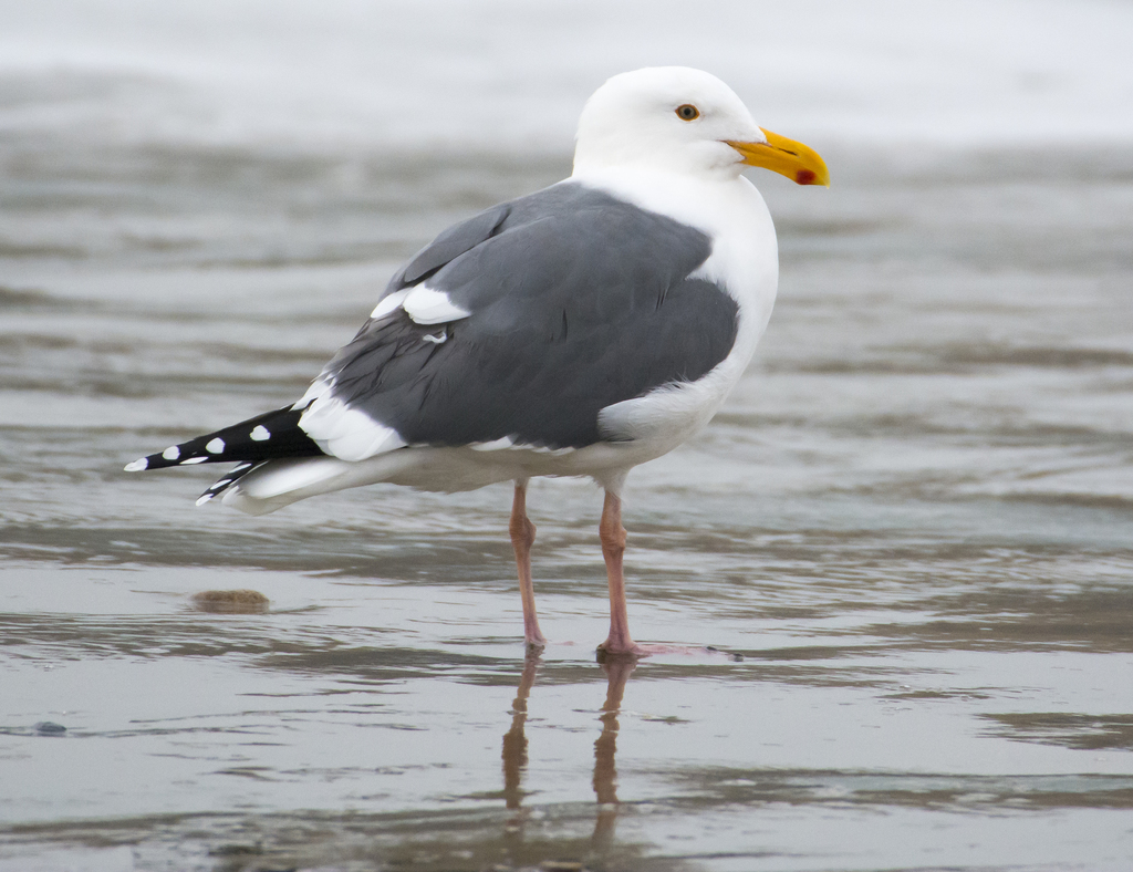Western Gull (Don Edwards San Francisco Bay National Wildlife Refuge ...