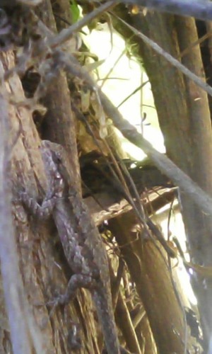 Campbell's Galliwasp (Diploglossus legnotus) · iNaturalist