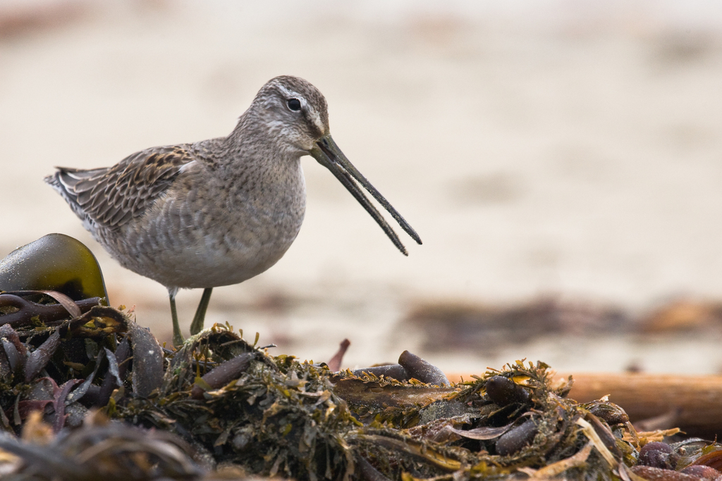 Long-billed Dowitcher (Don Edwards San Francisco Bay National Wildlife ...