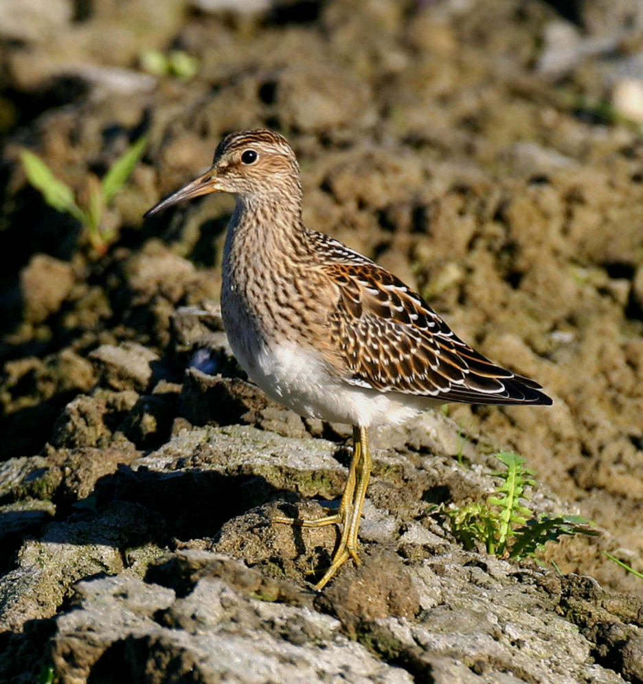 Pectoral Sandpiper (Don Edwards San Francisco Bay National Wildlife ...