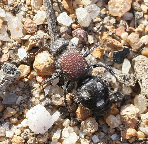 Ephutomorpha pacificatrix · iNaturalist