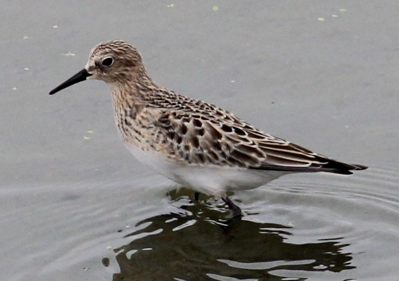 Baird's Sandpiper (Don Edwards San Francisco Bay National Wildlife ...