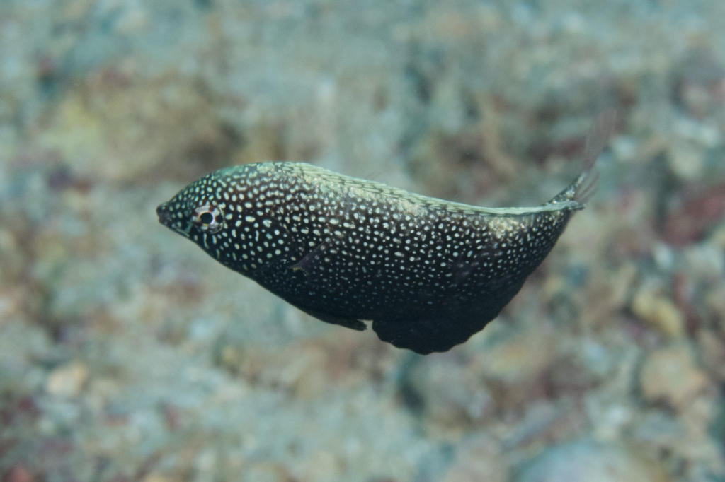 Black Leopard Wrasse (Macropharyngodon negrosensis) - Marine Life ...