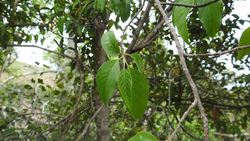 Turraea pubescens from Mount Alma QLD 4680, Australia on November 19 ...