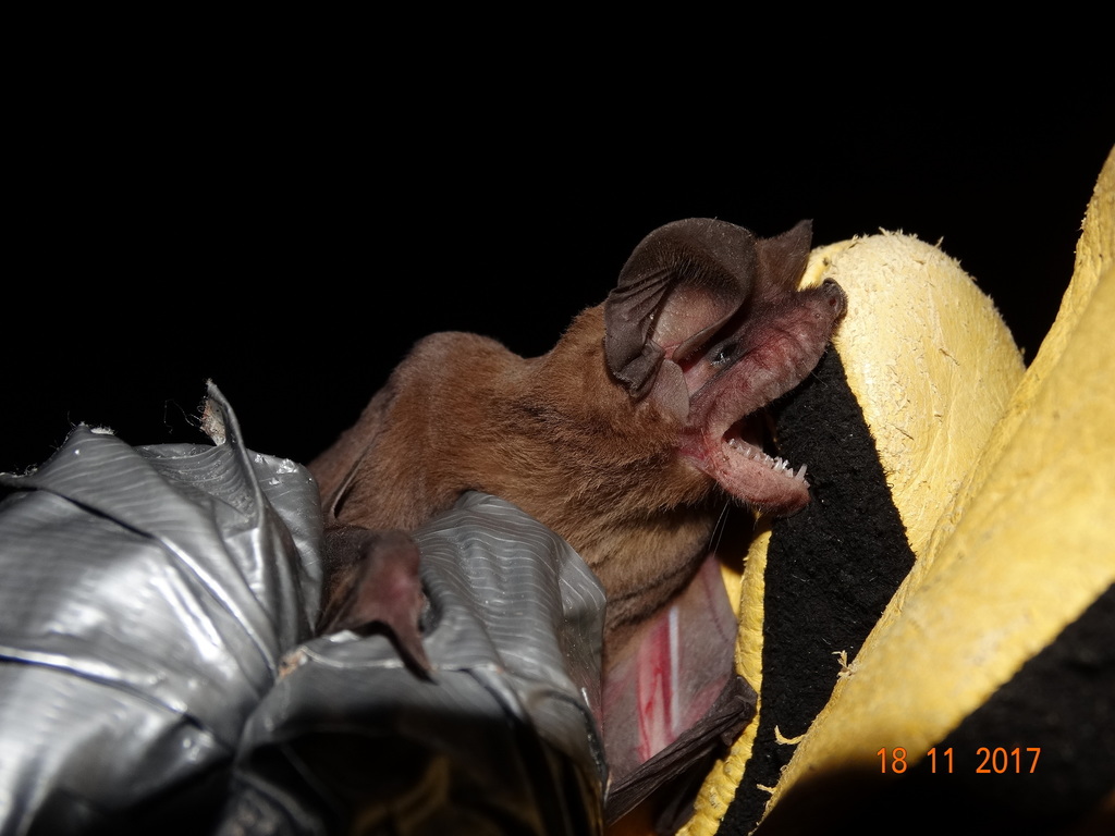 Mexican Free-tailed Bat from Casas, Tamps., México on November 18, 2017 ...