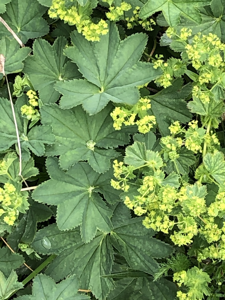 Lady's-mantle (Alchemilla vulgaris) - Botanical Realm