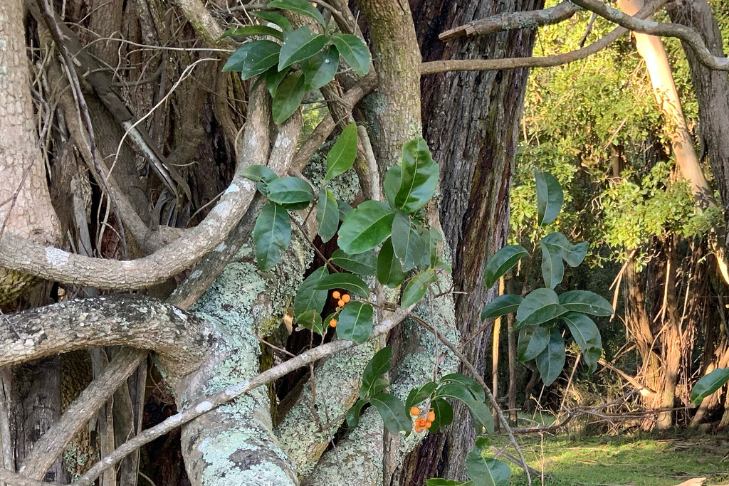(Celastrus australis) - Botanical Realm