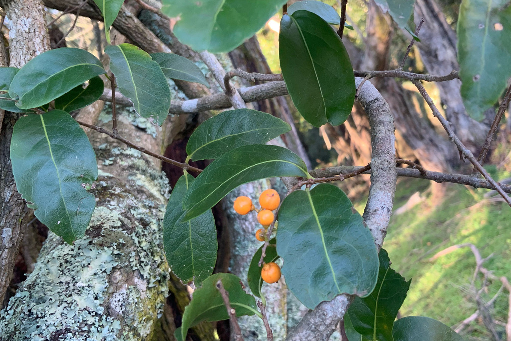 (Celastrus australis) - Botanical Realm