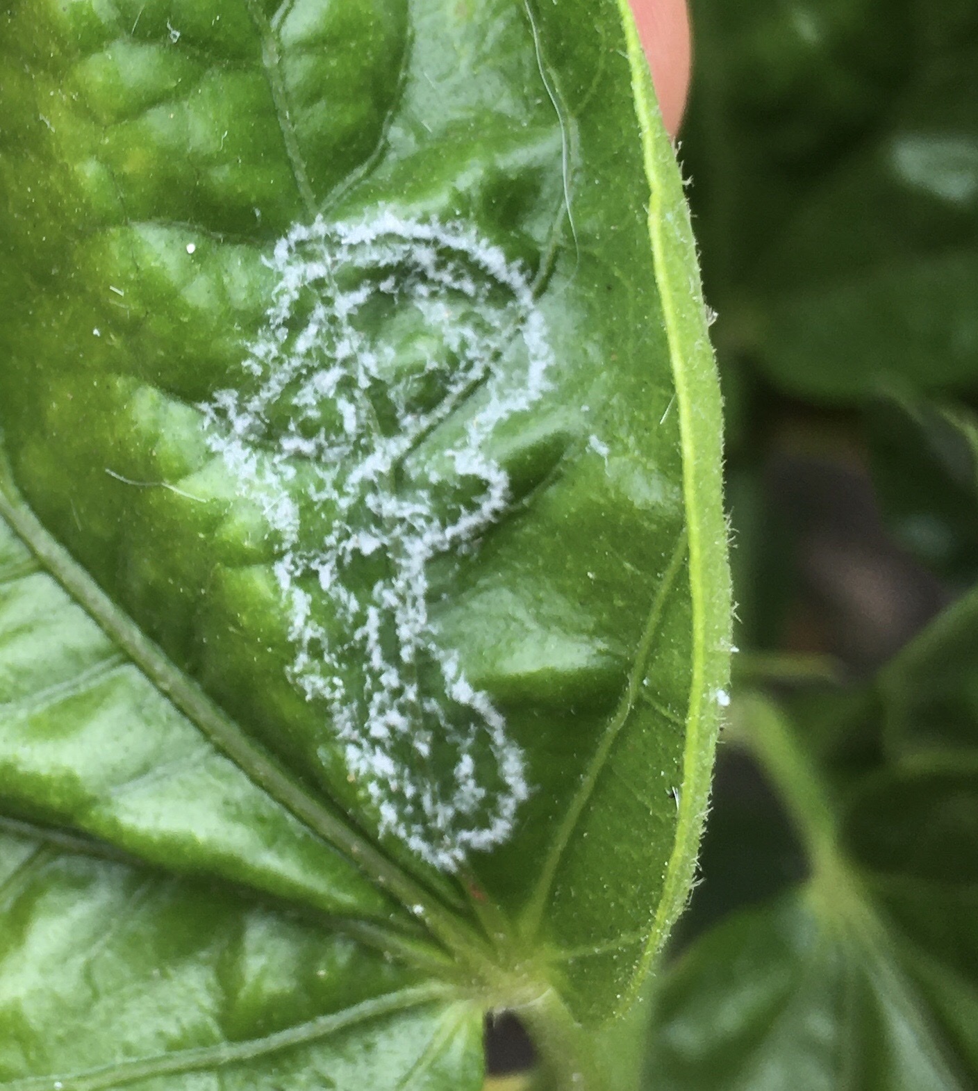 Aleurodicus dugesii Cockerell, 1896