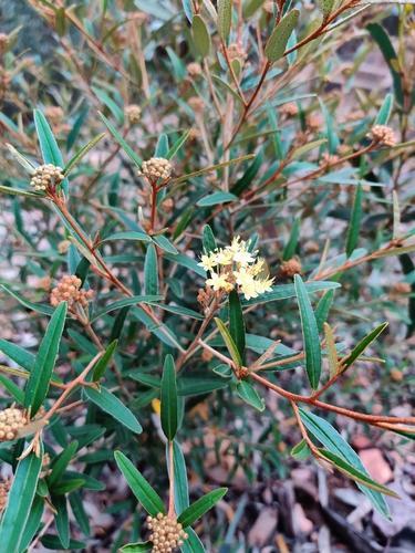 Subspecies Phebalium squamulosum coriaceum · iNaturalist