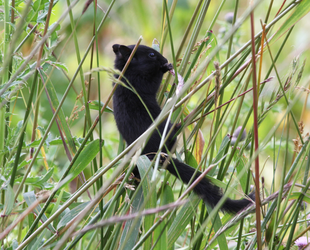 Yellow-pine Chipmunk (Neotamias amoenus) - Know Your Mammals