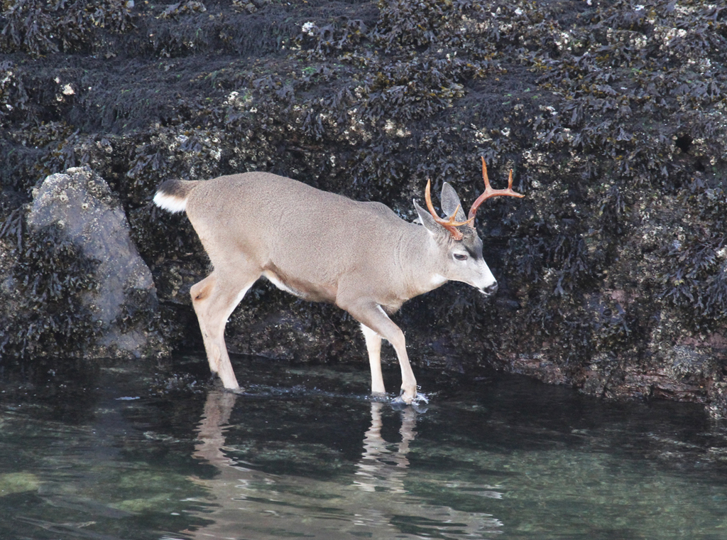 Sitka Black-tailed Deer (Odocoileus hemionus sitkensis) - Know Your Mammals