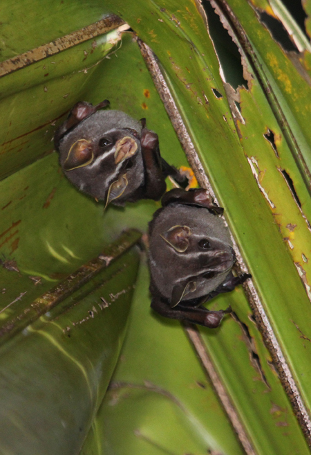 Tent-making Bats (Uroderma) - Know Your Mammals