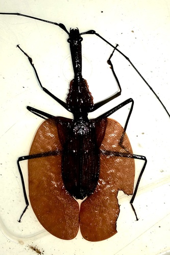 Subspecies Mormolyce phyllodes engeli · iNaturalist